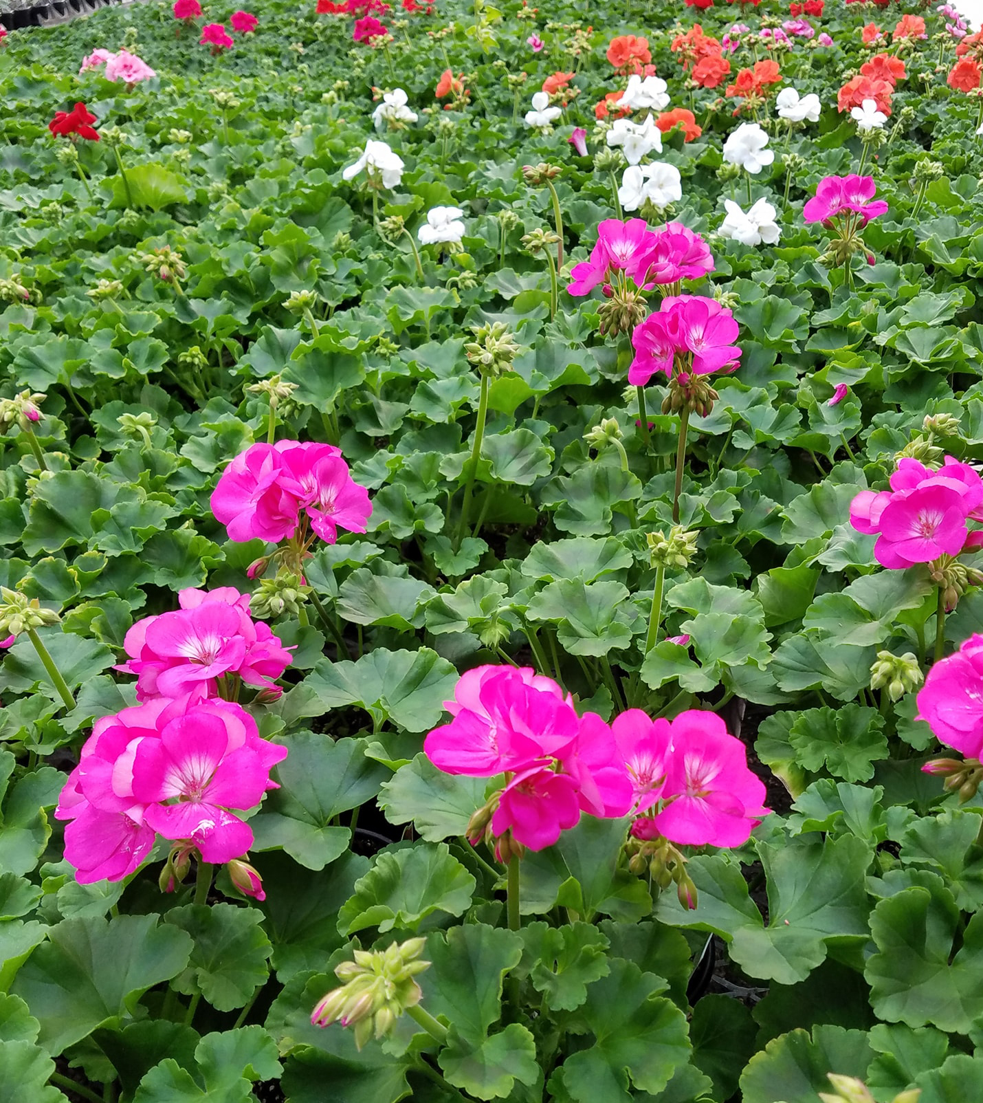 Geraniums – Larry's Bellevue Gardens