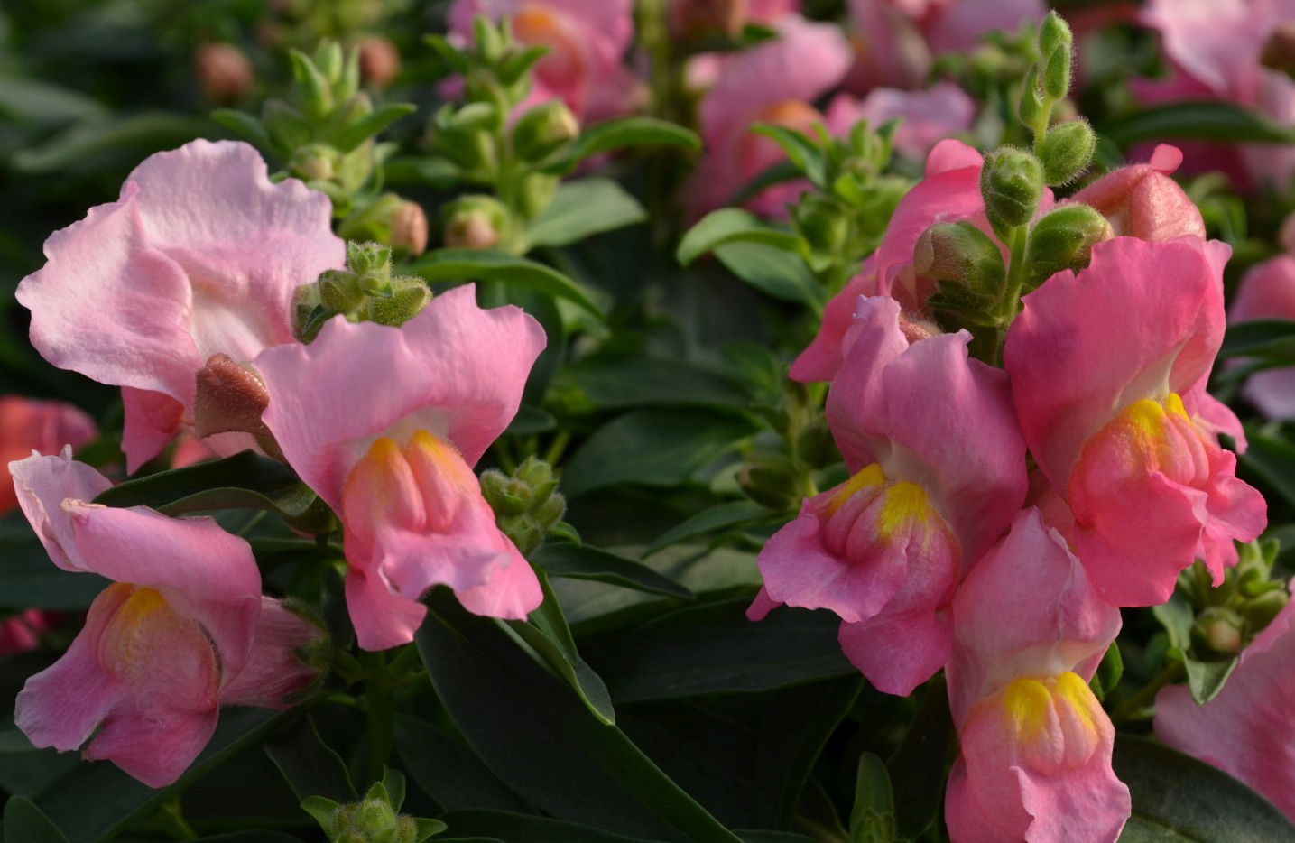 Snapdragons – Larry's Bellevue Gardens